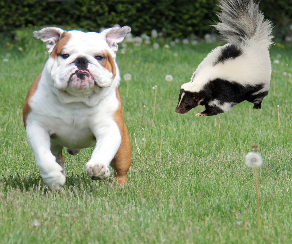 sprayed by a skunk - Muller Veterinary Hospital